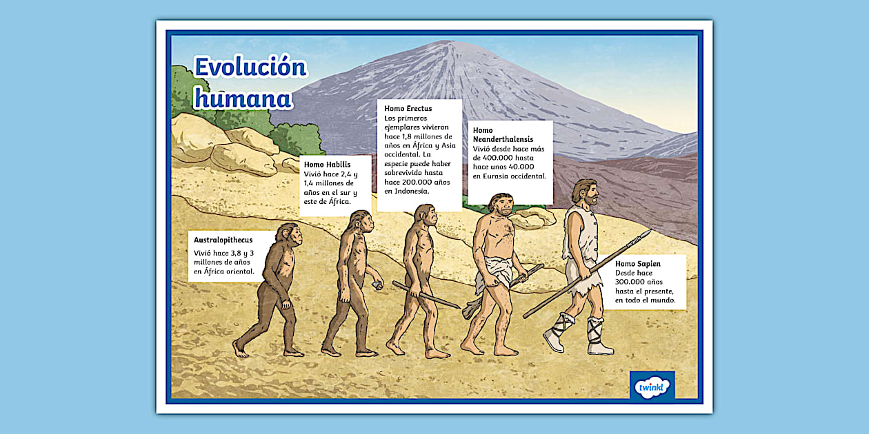 Lámina de la evolución humana | Recursos educativos Twinkl
