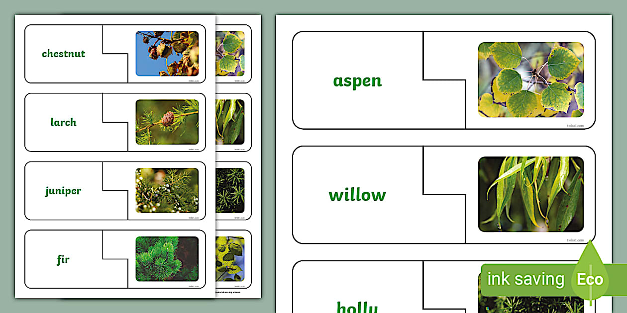 Deciduous Trees Matching Puzzle (teacher made) - Twinkl