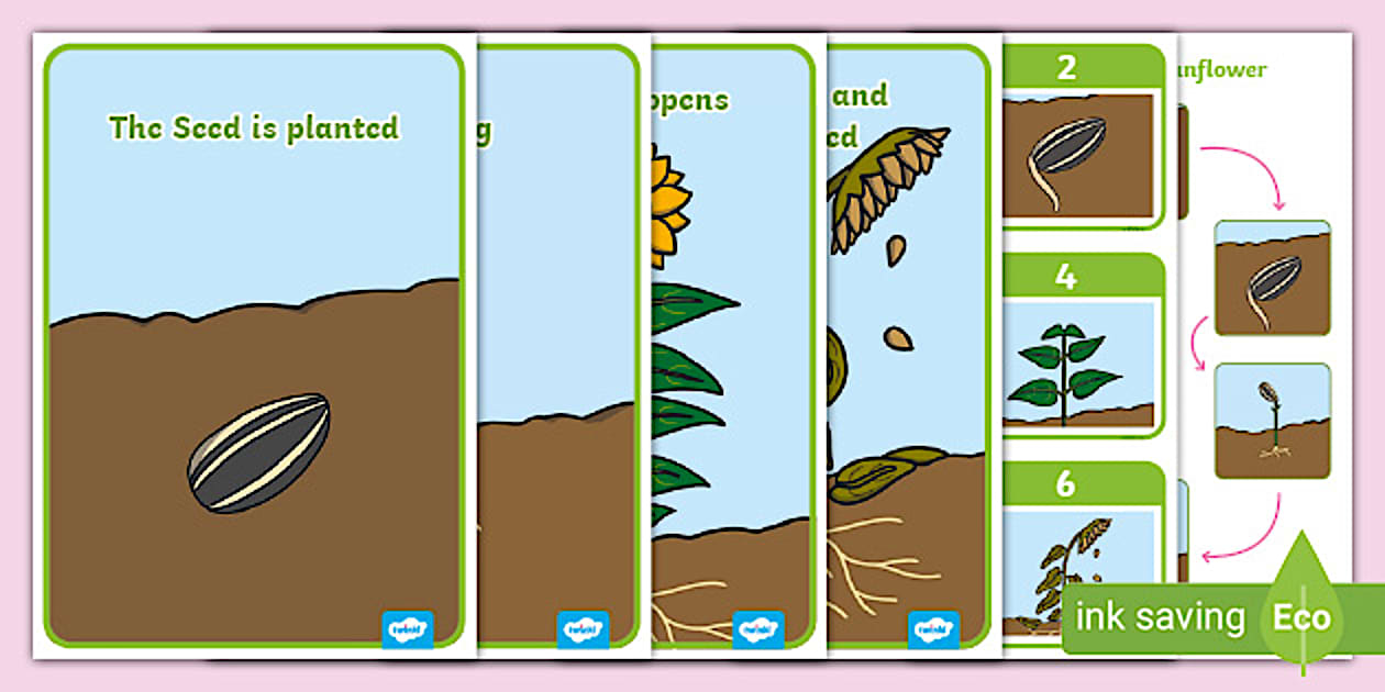 Plant Life Cycles: Descriptions of sunflower growth stages