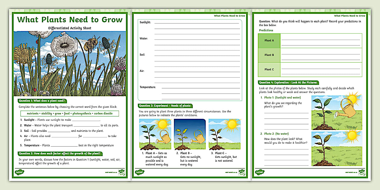 What Plants Need to Grow: Differentiated Activity - Twinkl