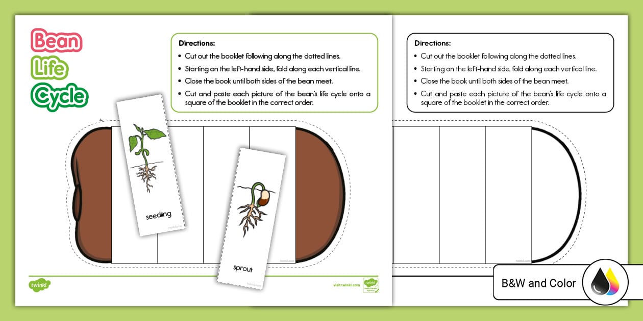 Bean Life Cycle Foldable Booklet for K-2nd Grade - Twinkl