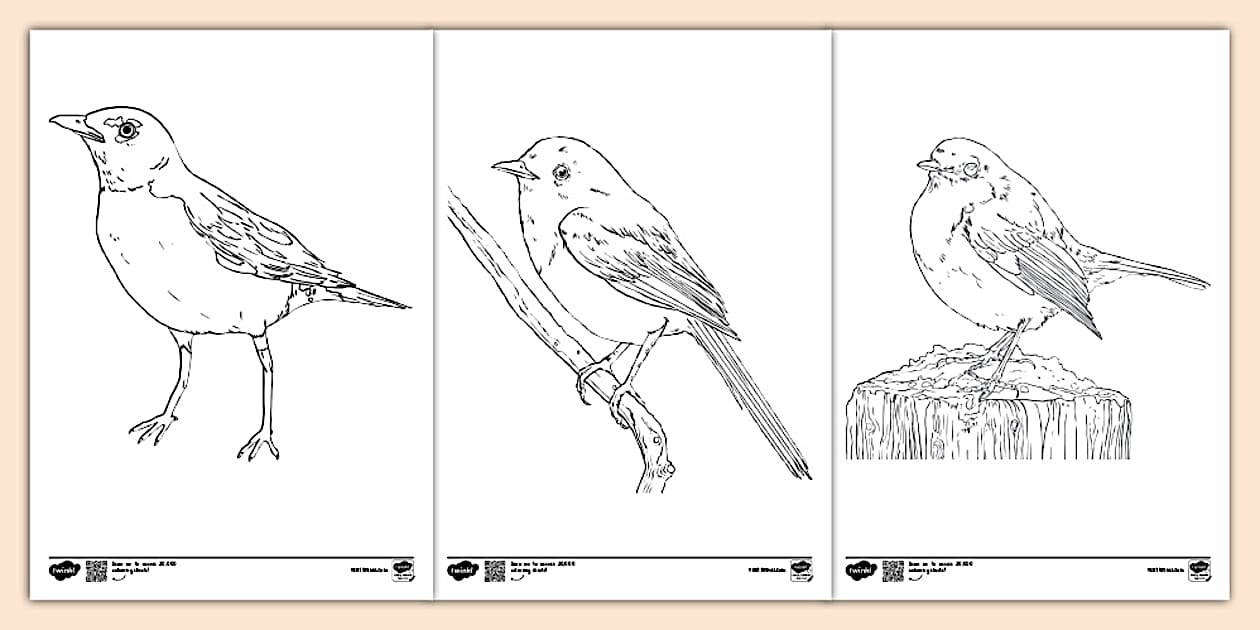 KS2 Robin Colouring Pages (öğretmen yaptı) - Twinkl