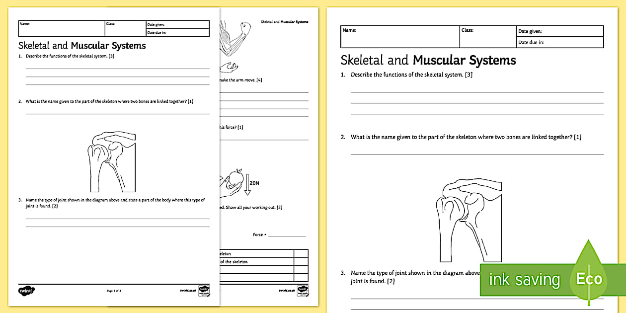 Skeletal System and Muscles of the Body Worksheet | Beyond