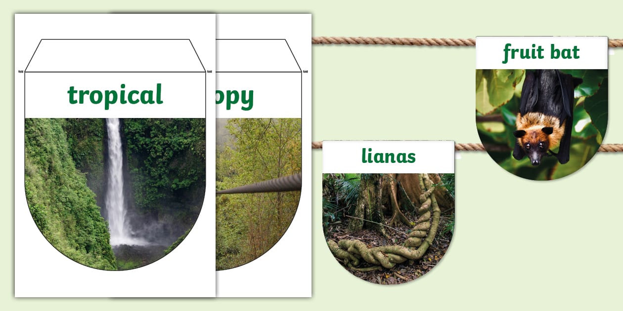 Tropical Rainforest Key Vocabulary Photo Display Bunting