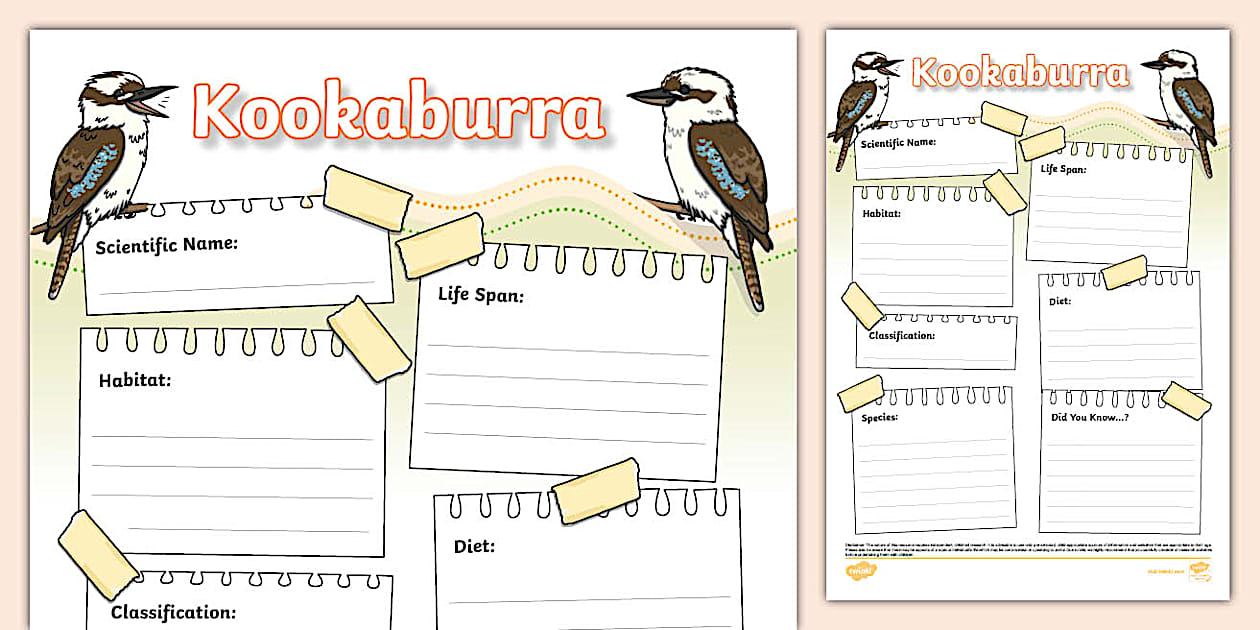 Kookaburra Template Fact File - (teacher made) - Twinkl