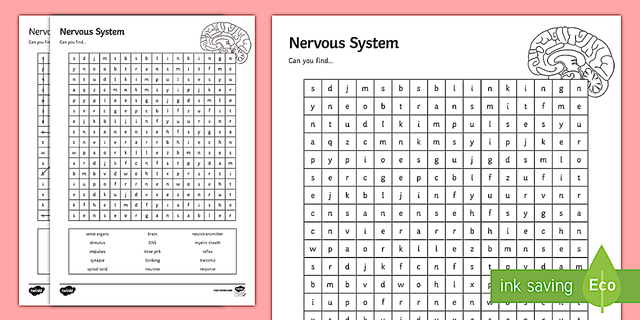 Nervous System Word Search - Twinkl