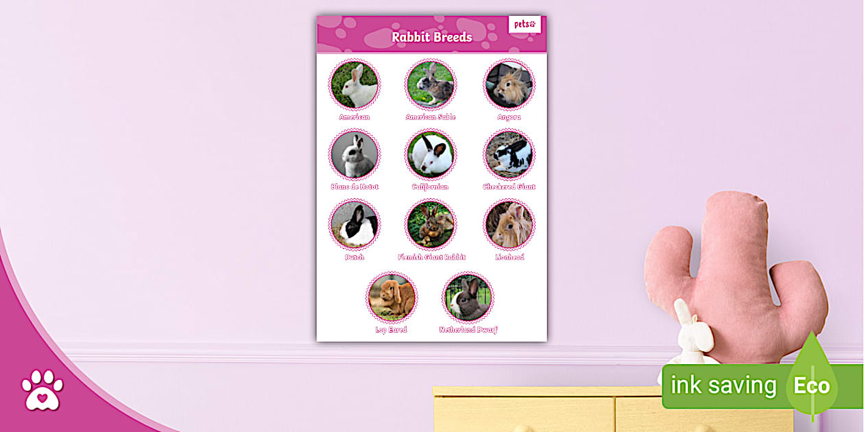 Rabbit Breeds - Display Poster - Twinkl Pets - Twinkl
