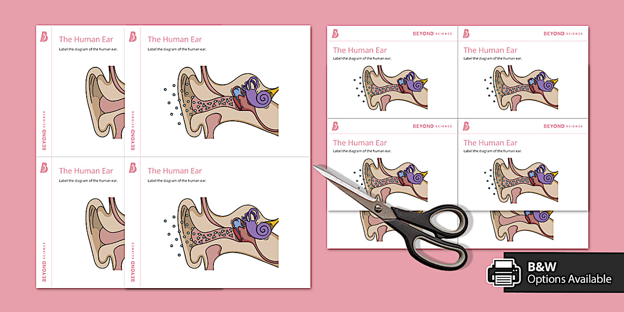 The Human Ear Diagram to Label | Biology | Beyond Science