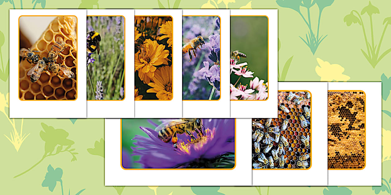 Bees Display Photo Pack (teacher made) - Twinkl