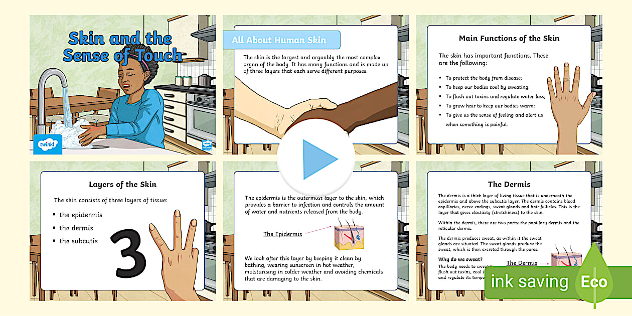 Skin and the Sense of Touch PowerPoint (teacher made)
