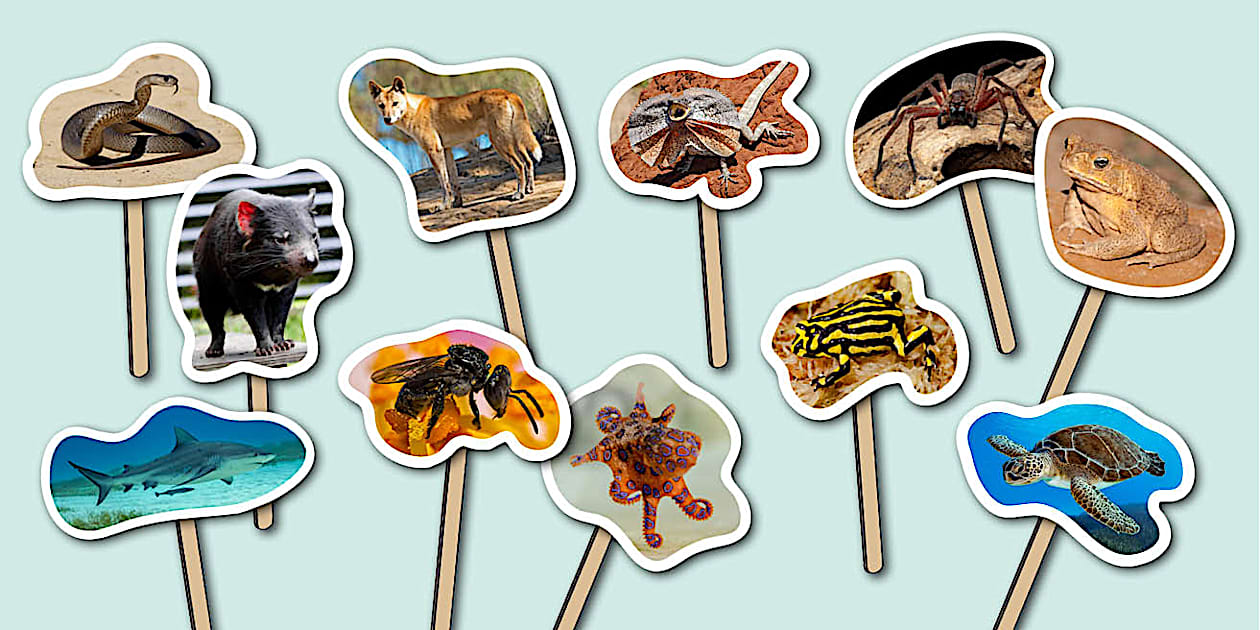 Australian Animal Photograph Stick Puppets (teacher made)