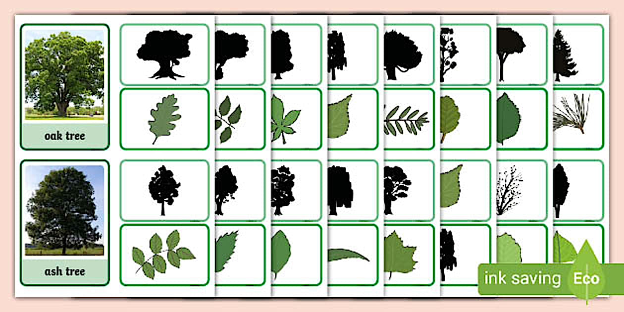 Pictures of English Trees Matching Cards - Primary Resources
