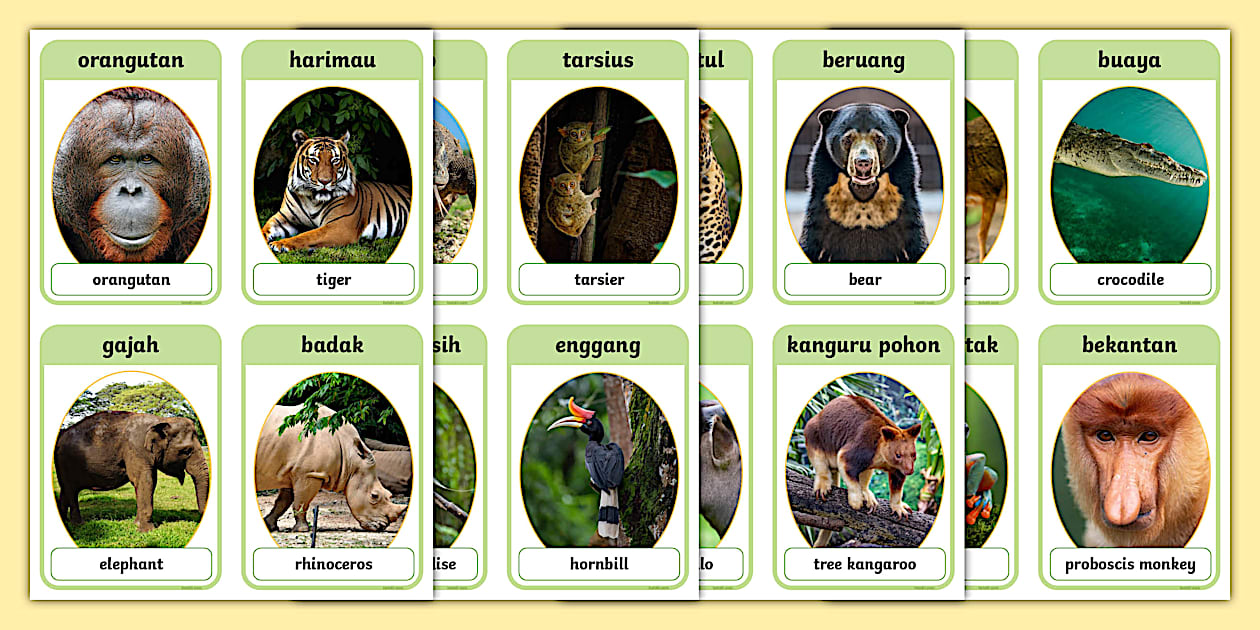 Indonesian Animals Photo Flashcards - Twinkl