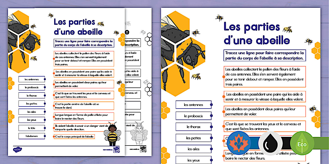 Parts of a Bee Matching Activity French