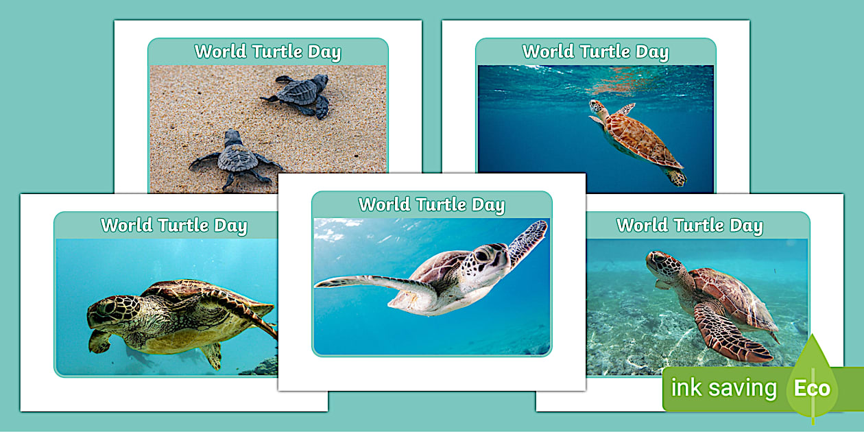 World Turtle Day Images (teacher made) - Twinkl