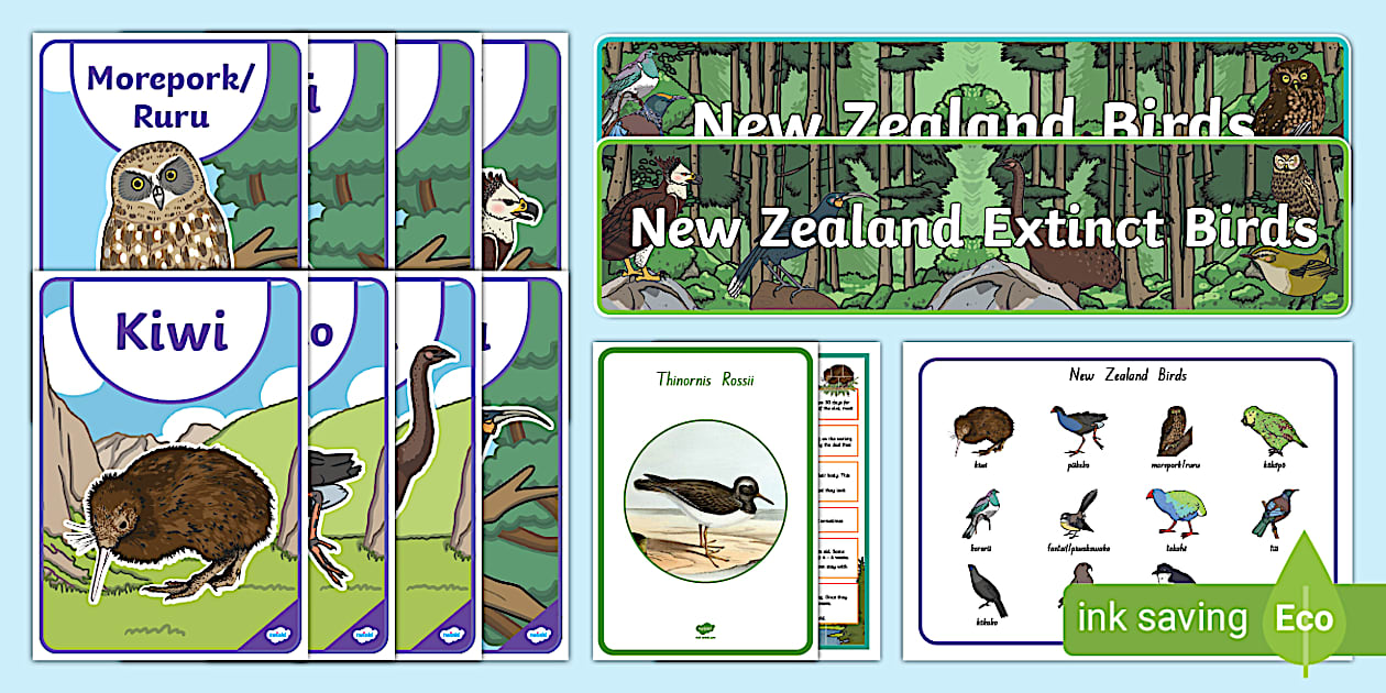 New Zealand Native Birds Display Pack (teacher made)