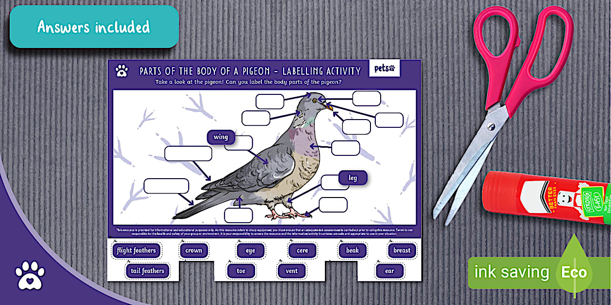 Parts of the Body of a Pigeon - Labelling Activity - Pets