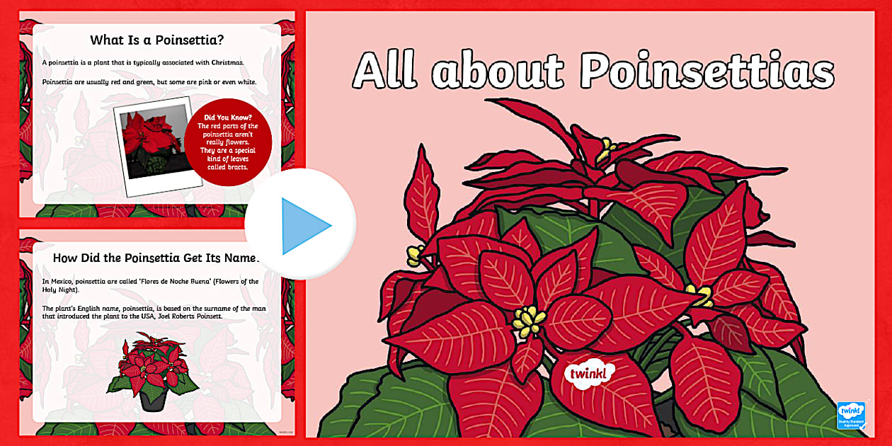 KS1 Poinsettia Information PowerPoint (l'enseignant a fait)