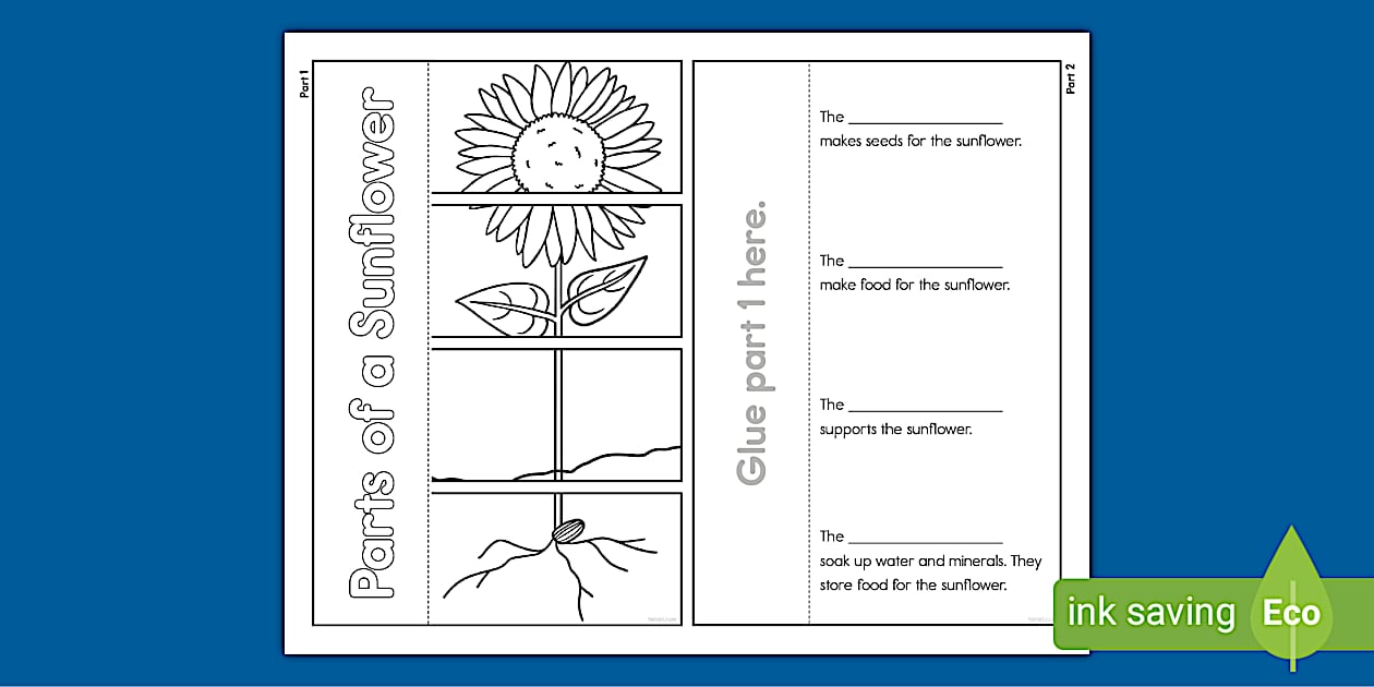 Parts of a Sunflower Flap Book for 1st-2nd Grade - Twinkl
