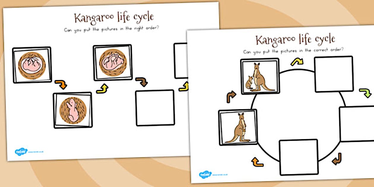 Kangaroo Life Cycle Worksheets - Twinkl