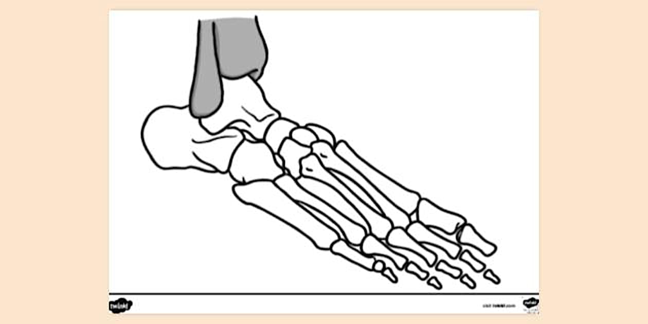 Foot Bones Colouring | Colouring Sheets (teacher made)