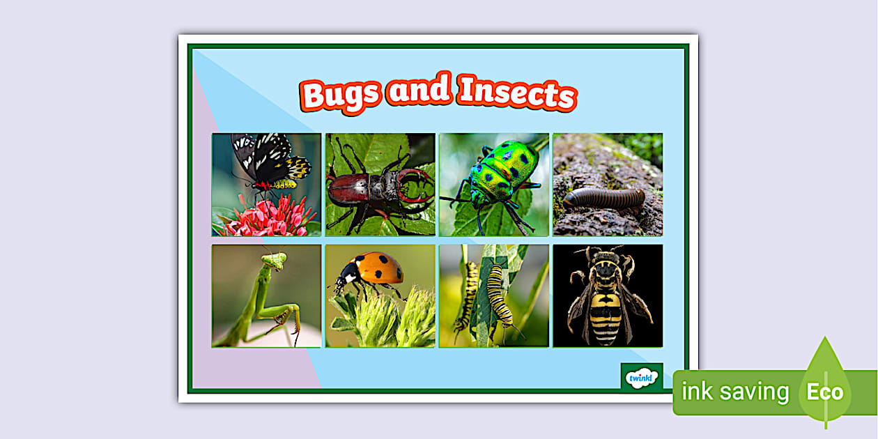 Bugs and Insects Photo Display Poster (teacher made)