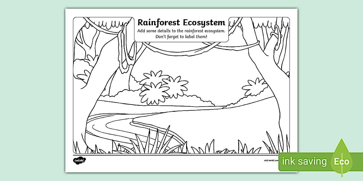 Draw the Rainforest Ecosystem Worksheet (teacher made)