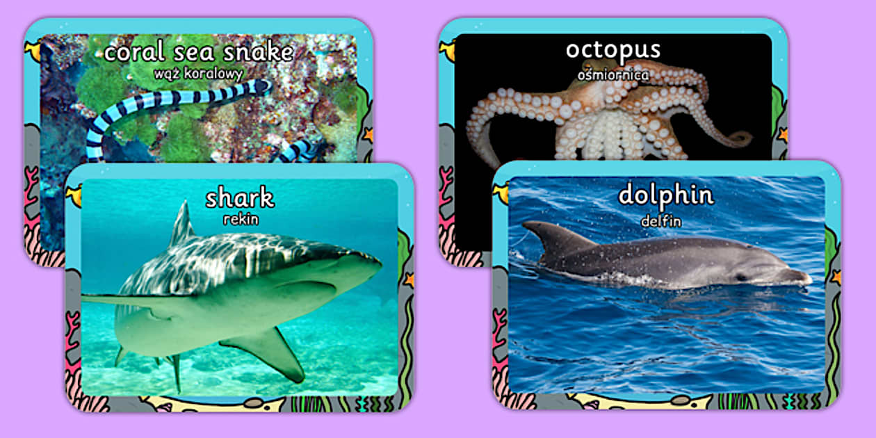 Sea Creature Display Photos Polish Translation - Twinkl