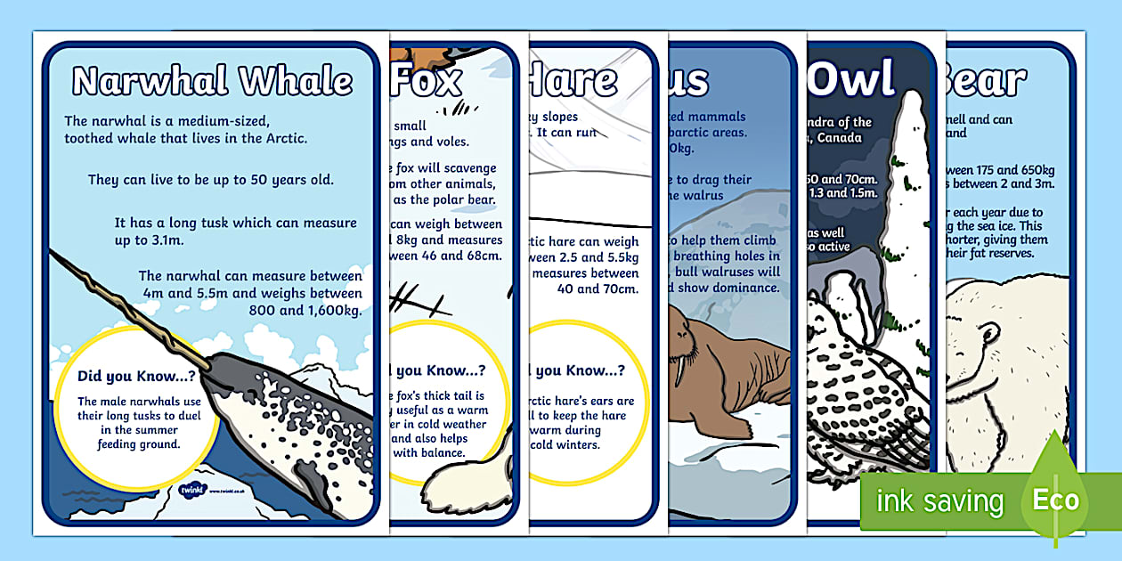 Editable Arctic Animal Display Facts Posters (teacher made)