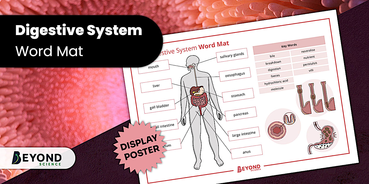 Science Digestive System Vocabulary Word Mat | Beyond