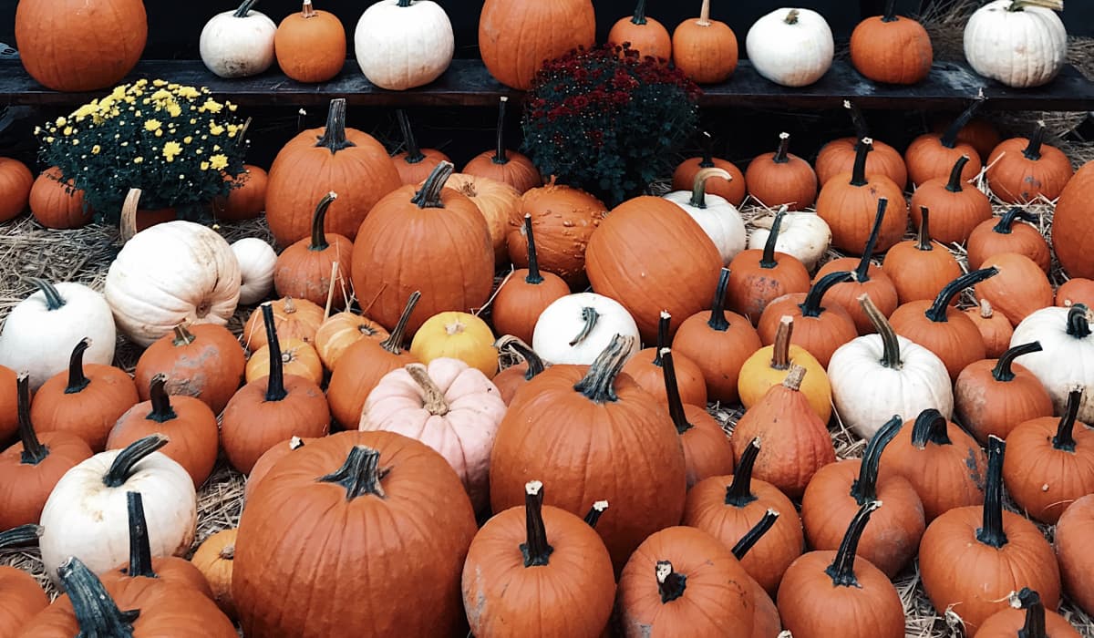22 Million Pumpkins Predicted to Go to Waste - Twinkl NewsRoom