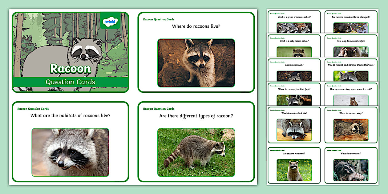 Racoon Question Cards - Animals - KS1 (Teacher-Made)