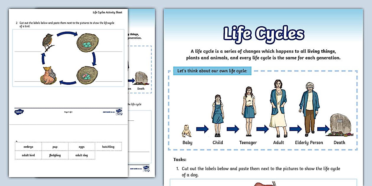 Life Cycles of Humans, Dogs and Birds - Activity Sheet