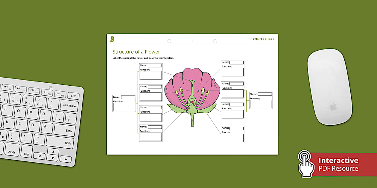Structure of a Flower Worksheet - Interactive - Twinkl