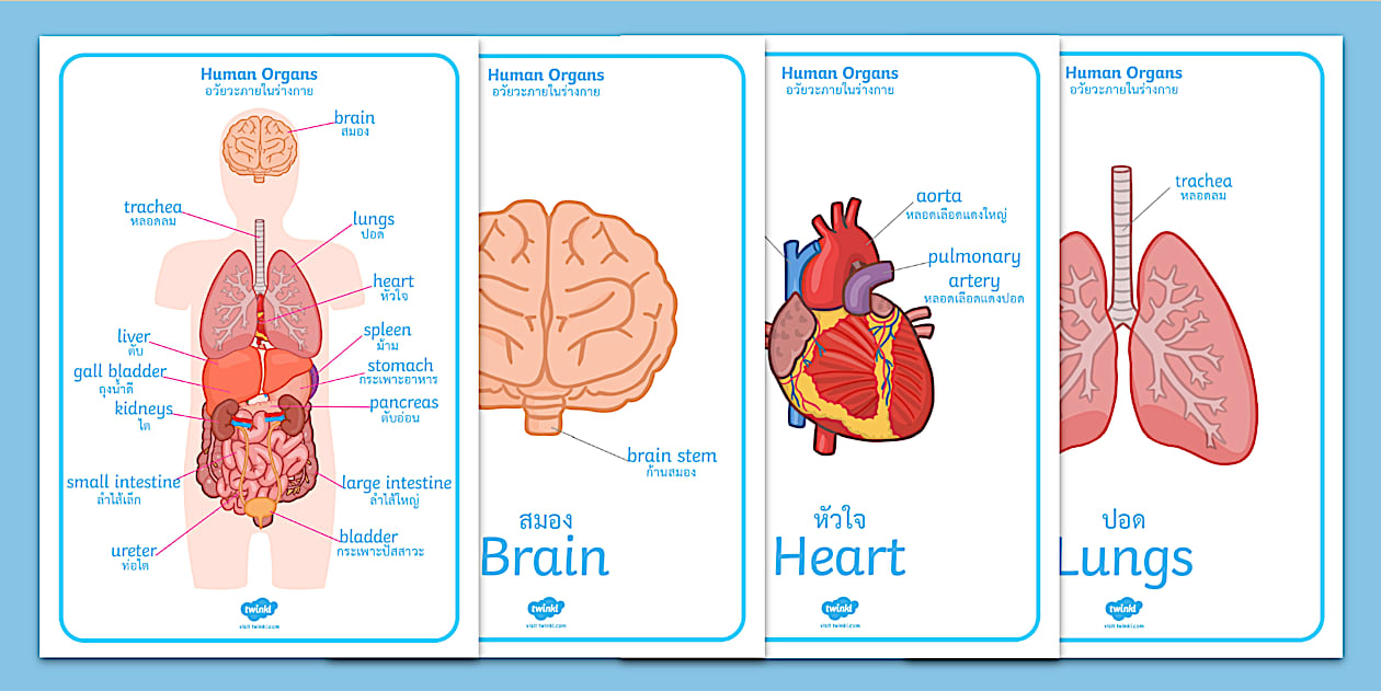 โปสเตอร์รูปอวัยวะภายในร่างกาย (อังกฤษ-ไทย)