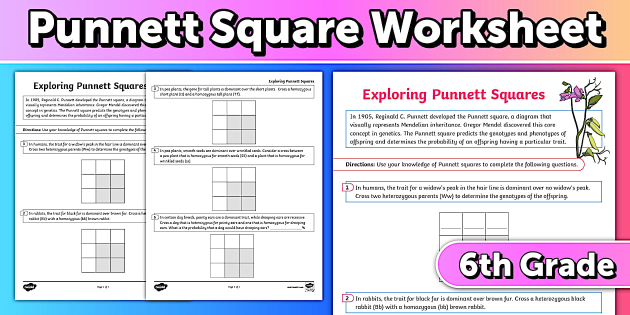 Sixth Grade Punnett Squares Practice Worksheet