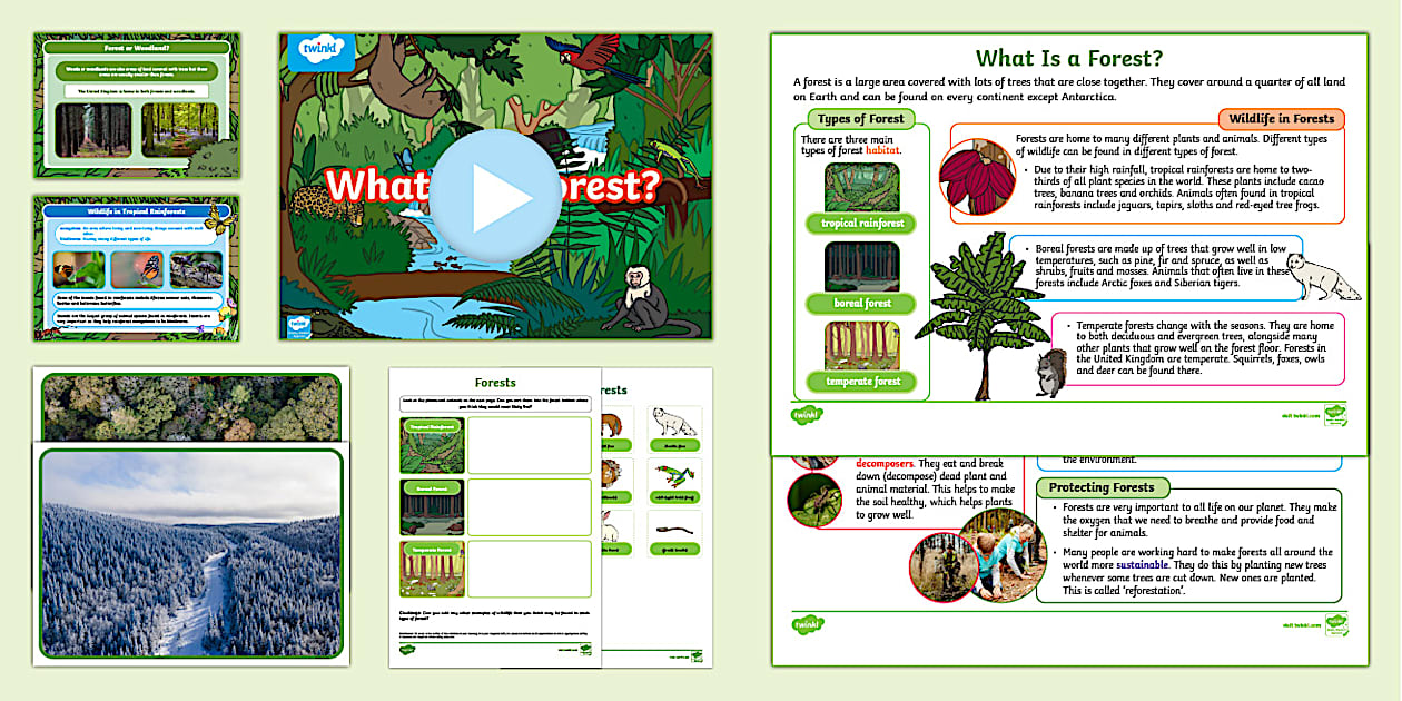 KS1 What Is a Forest? PowerPoint Pack (teacher made)