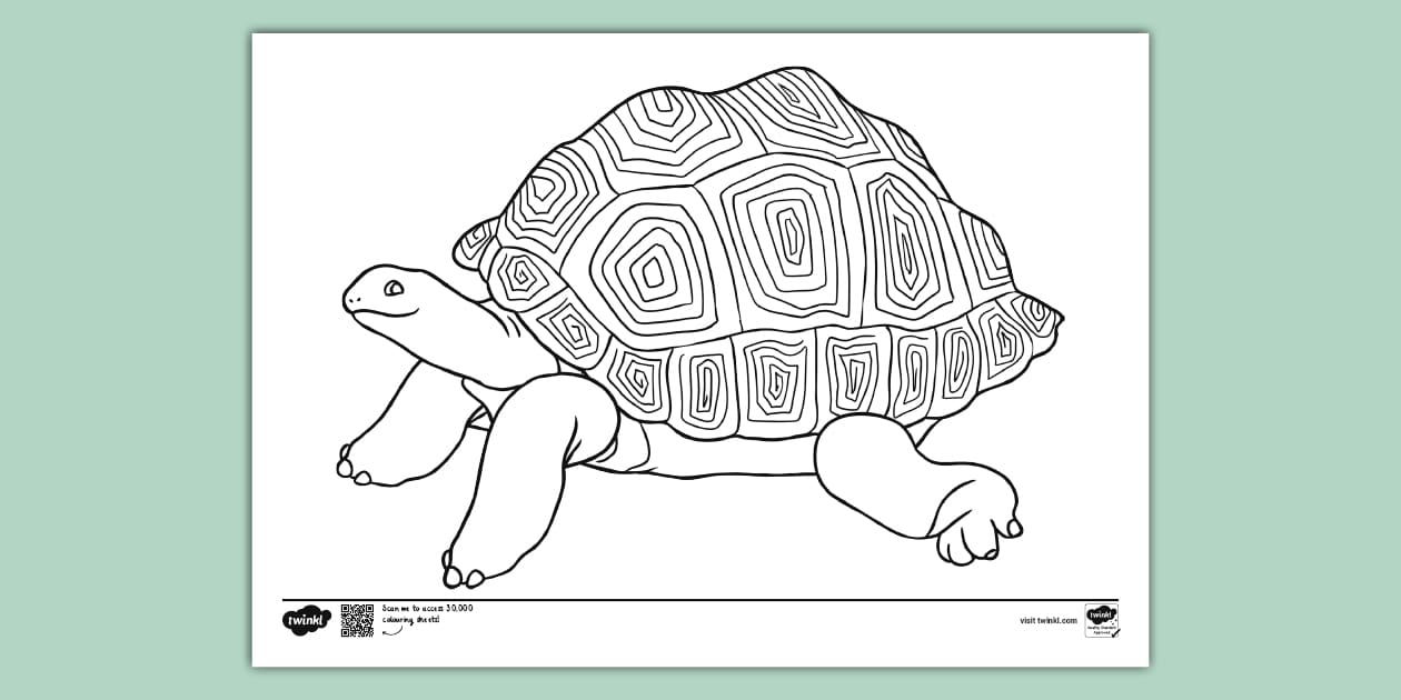 Giant Tortoise Art Colouring Sheet - Teaching Resources