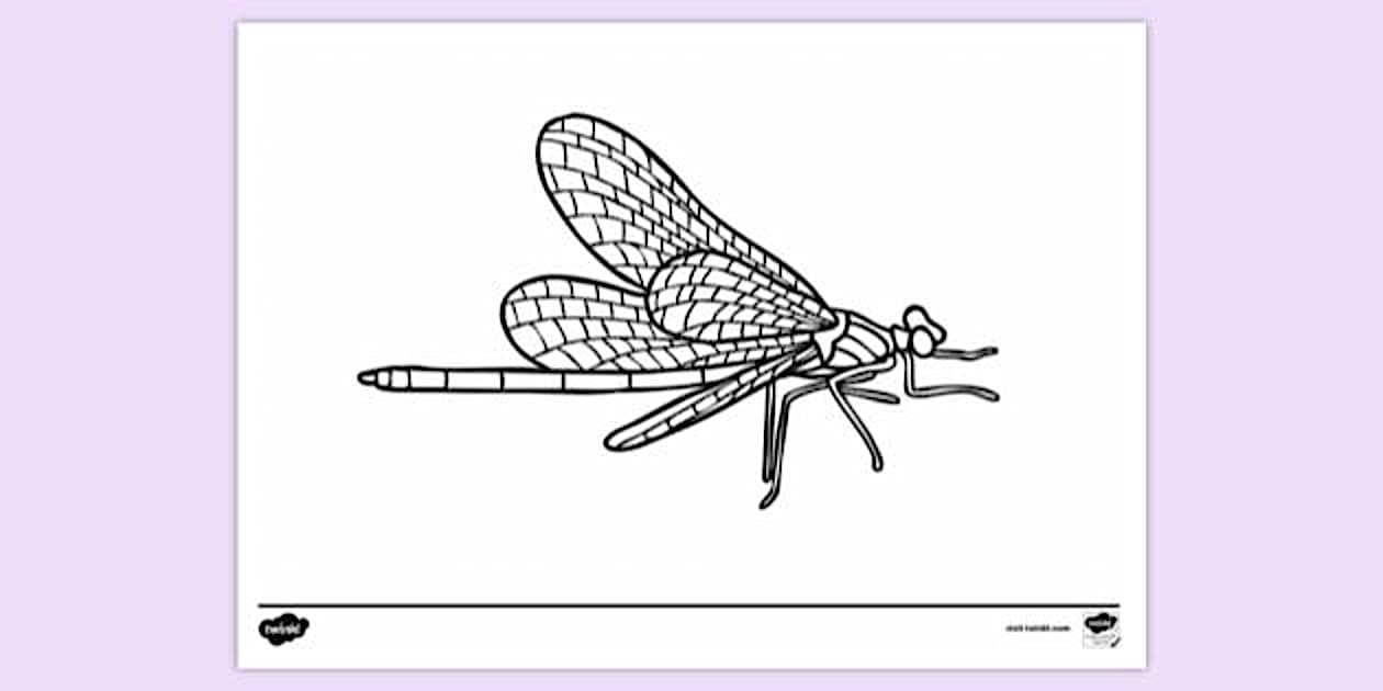Dragonfly Colouring Page | Colouring Sheets (teacher made)