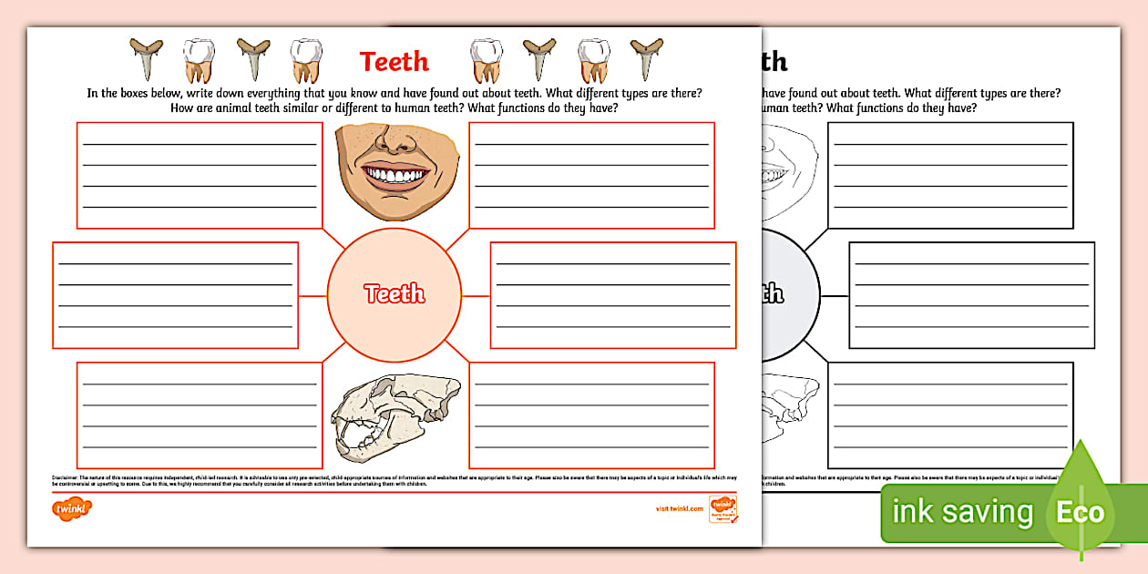 Teeth Mind Map (teacher made) - Twinkl