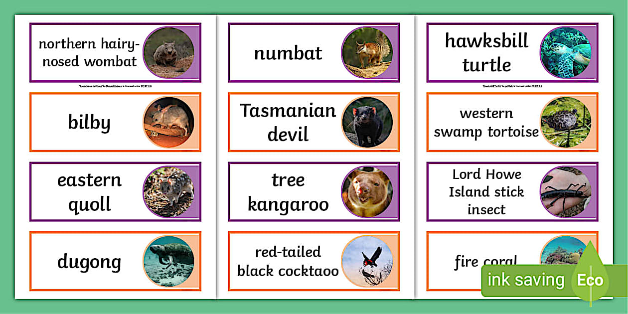 Endangered Australian Animals Word Cards (teacher made)