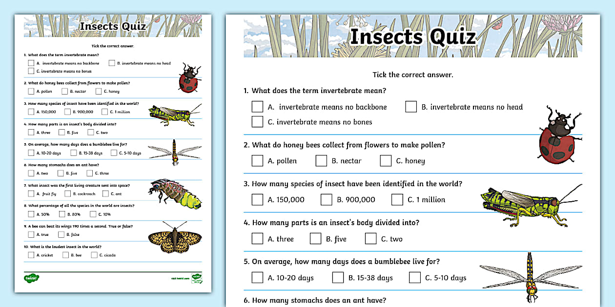 Insects General Knowledge Quiz (Teacher-Made) - Twinkl