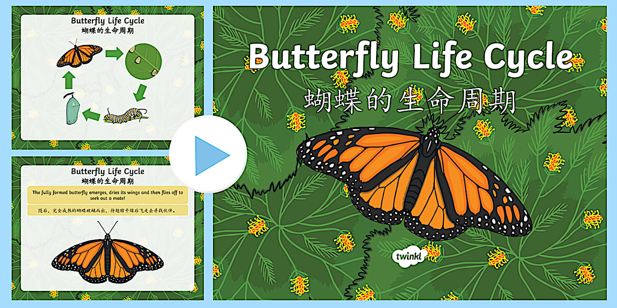 Butterfly Life Cycle PowerPoint English/Mandarin Chinese - Butterfly Life