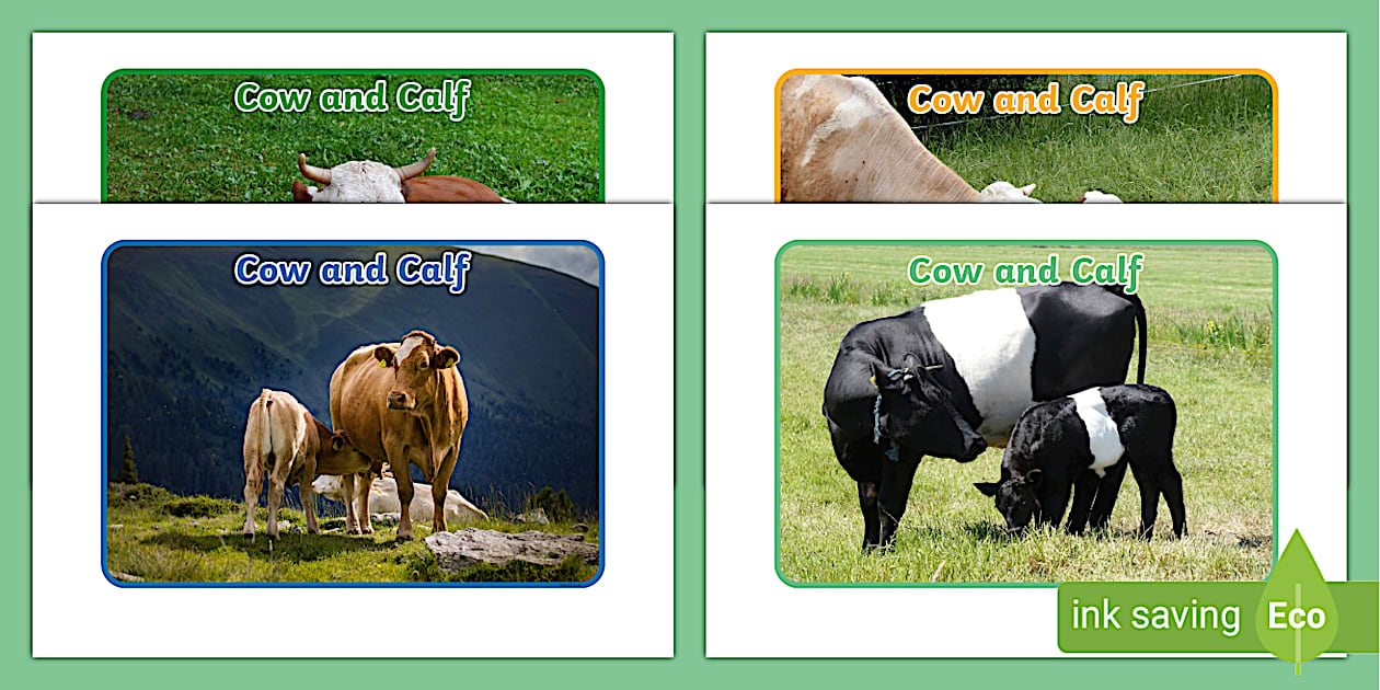 Cow and Calf Photo Pack (teacher made) - Twinkl