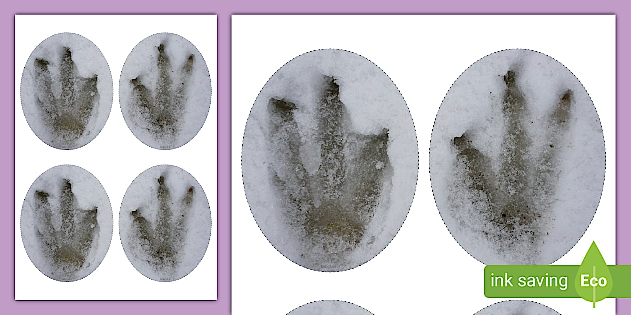 Penguin Feet Photo Cut-Outs | Twinkl (teacher made) - Twinkl