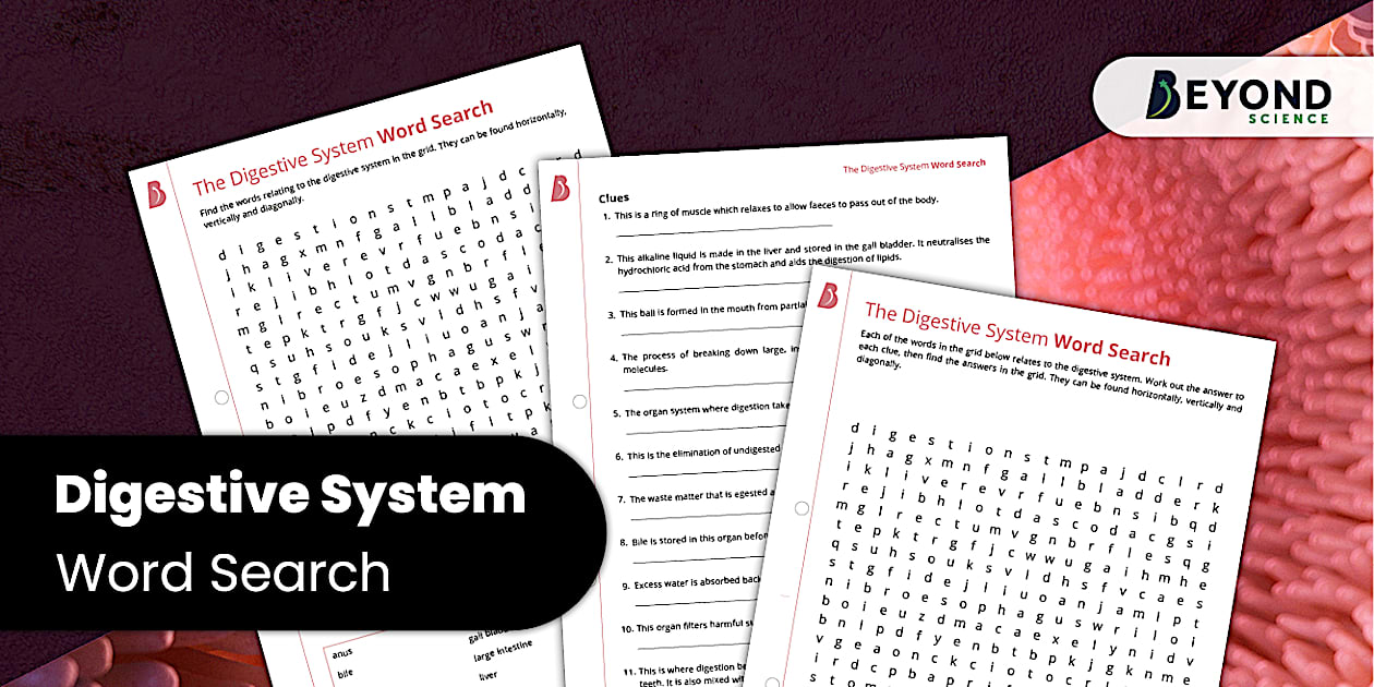 KS3 The Digestive System Word Search | Biology | Beyond
