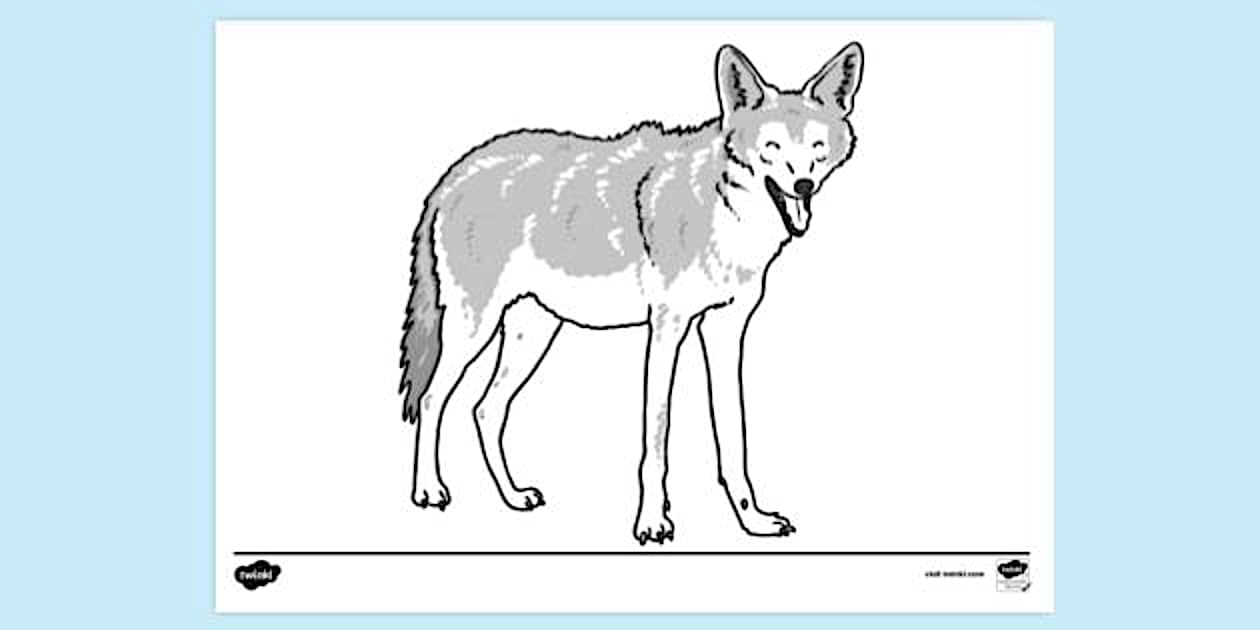 European Jackal Colouring Sheet | Colouring Pages - Twinkl