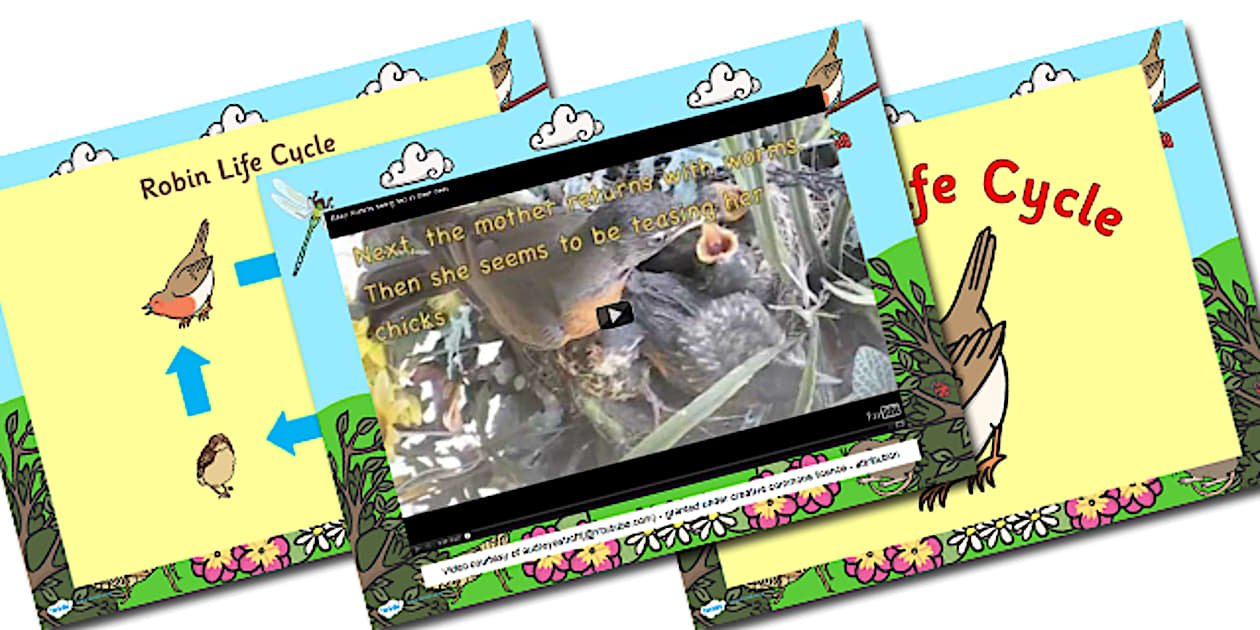 Australia Robin Life Cycle PowerPoint - Twinkl