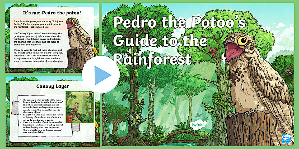 KS2 Layers of the Amazon Rainforest Information PowerPoint