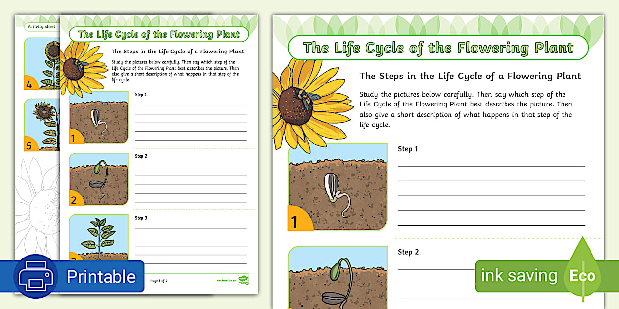 The Life Cycle of a Flowering Plant Steps Activity Sheet